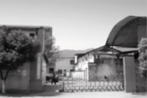 About Layn - Plantae by Layn